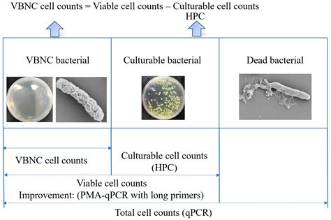 Quantitative Detection Of Vbnc State Pseudomonas Aeruginosa Contributing To Accurate Assessment