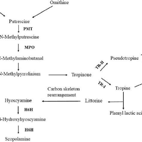 1 The Outline Of Biosynthetic Pathways Of Tropane Alkaloids