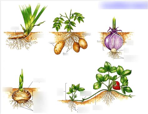 Stem Modification Diagram Quizlet