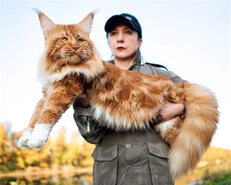 Get To Know The Maine Coon Cat Modern Cat