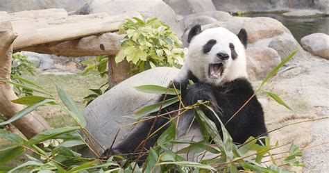 Jetzt Gelöst Das Rätsel Um Den „pseudo Daumen Der Pandas Mopo