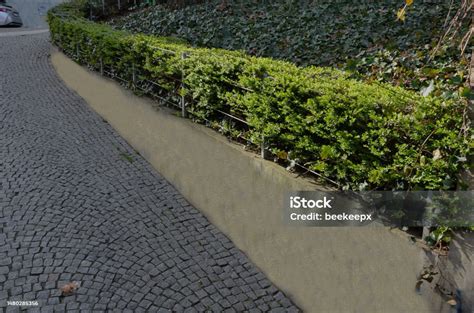 구부러진 콘크리트 벽 위에는 상록수 인동 덩굴 울타리가 있습니다 그것은 가지 큐브 곡선 Lonicera를 밟고 부러지는 것을