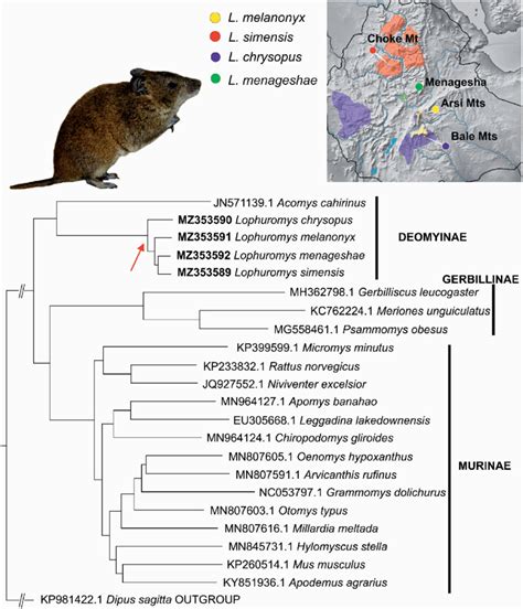 The Maximum Likelihood Phylogenetic Tree Constructed In Iqtree With Download Scientific Diagram