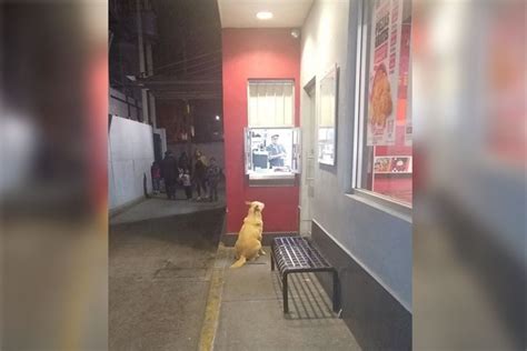 Facebook Twitter Viral Perro Va Todos Los Días A Un Conocido