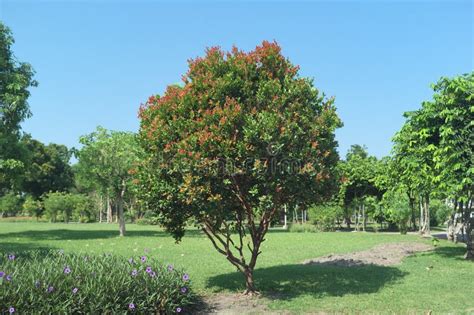 Can You Smell A Blooming Tree Stock Image Image Of Stop Beautiful 124733409