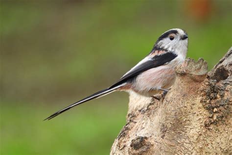 Long Tailed Tit Facts Song And Diet Bird Nature
