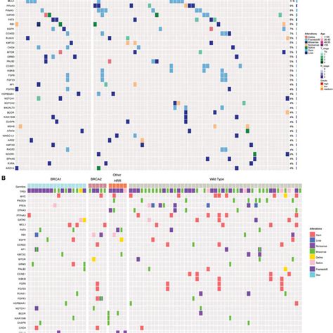 Somatic Mutation Spectra Among Different Groups A Somatic Mutation Download Scientific