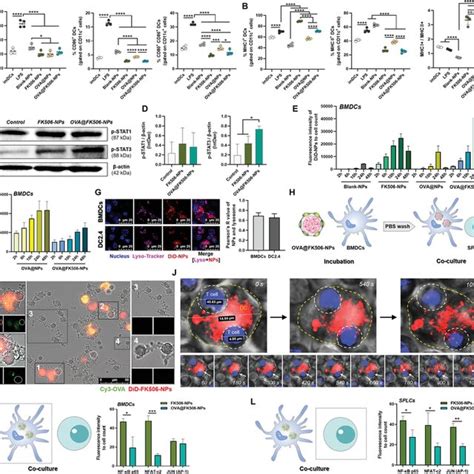 Tolerogenic Phenotypes Of Dcs Pulsed With Ag Fk506‐nps Flow Cytometric Download Scientific