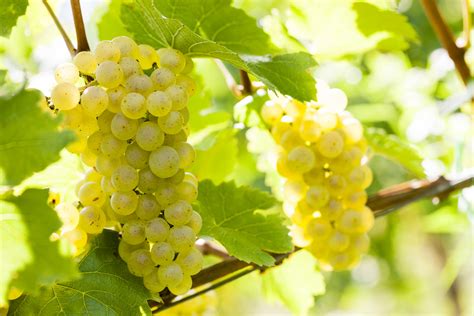 Chardonnay Tutte Le Caratteristiche Del Vitigno Kettmeir