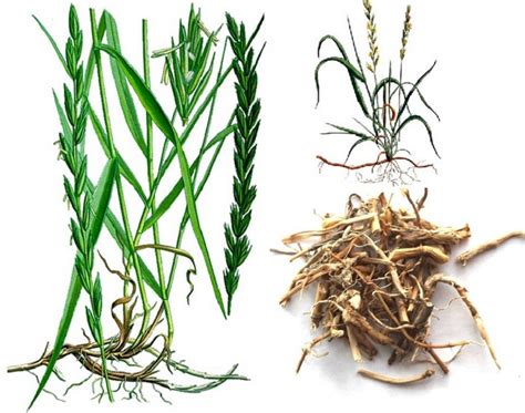 Пырей трава — польза и применение в народной медицине Травник