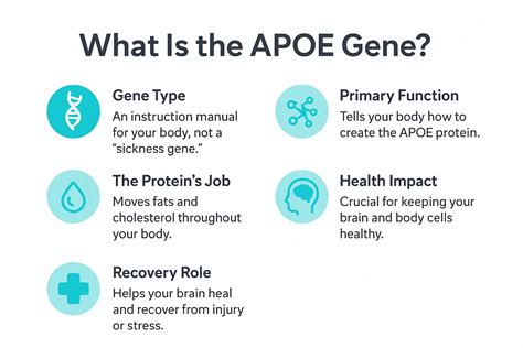 Apoe Gene Explained What It Means For Your Health