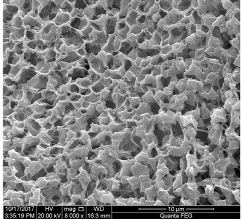 Sem Image Of Pvdf Porous Membrane Download Scientific Diagram
