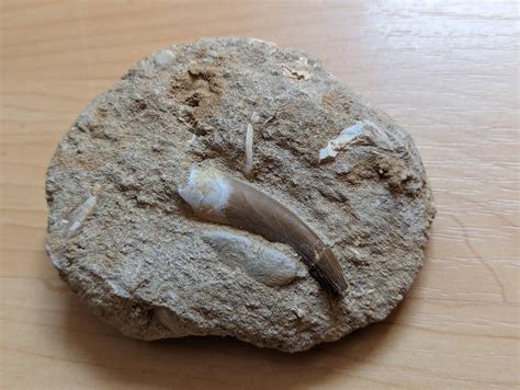 Plesiosaur Tooth R Fossils