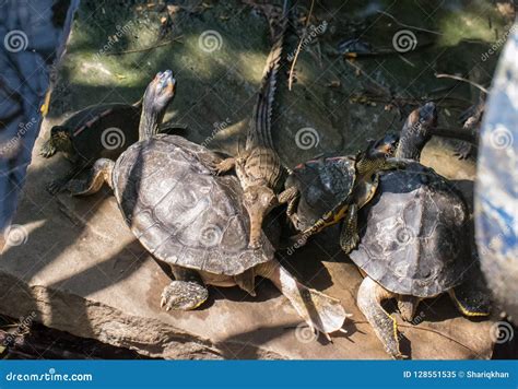 Two Indian Roofed Turtles Kachuga Tecta Basking In The Sun Mahanadi River Bank Inside