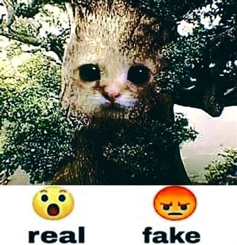 320 Ideas De Gatoss Muejeje En 2025 Meme Gato Dibujos Bonitos Garabatos Lindos