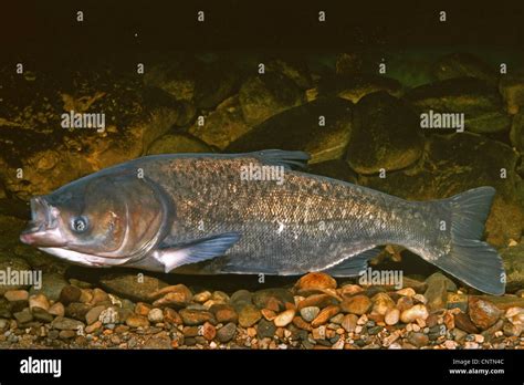 Bighead Carp Hypophthalmichthys Nobilis Aristichthys Nobilis