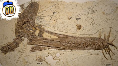 15 Unbelievable Fossil Discoveries Youtube