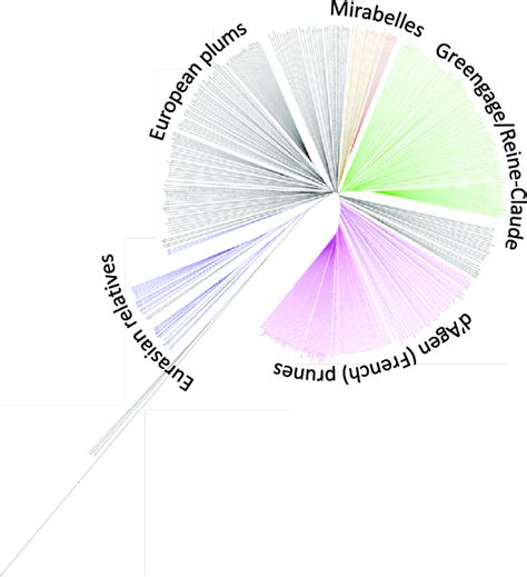 Phylogeny Of P Domestica And Related Species Dendrogram Was Generated Download Scientific