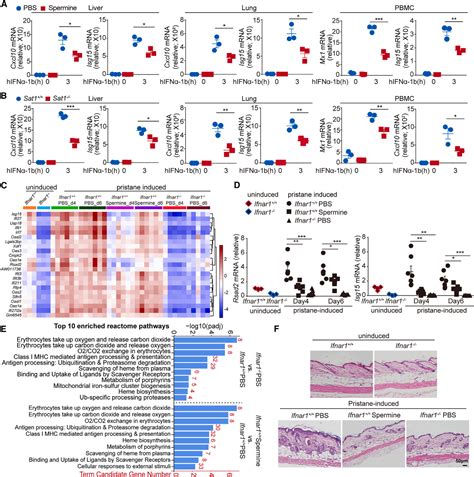 客户案例 Immunity二连发！曹雪涛院士团队 精胺锚定jak信号重塑自身免疫调控新策略 肿瘤细胞 氨基酸代谢 非靶向代谢 脂质 多组学代谢流检测分析 脂肪酸定量 肠道微生物菌群检测 麦特绘谱