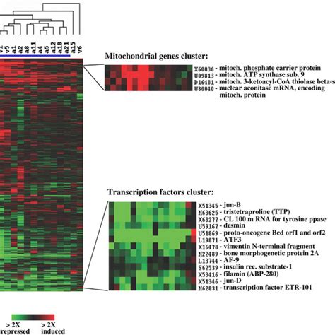 Hierarchical Clustering Of The Microarray Data From 14 Thyroid Tumor