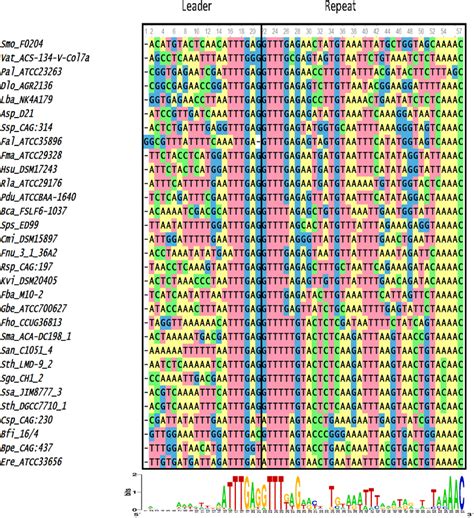 Alignment Of Dna Sequences At Hunter Plume Blog