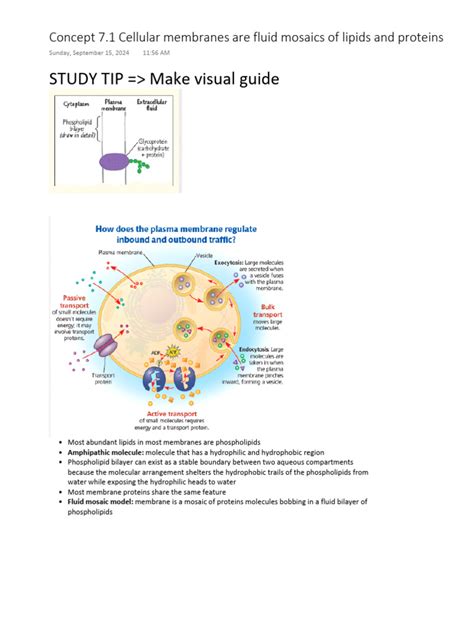 ch 7 membrane structure and function pdf cell membrane membrane