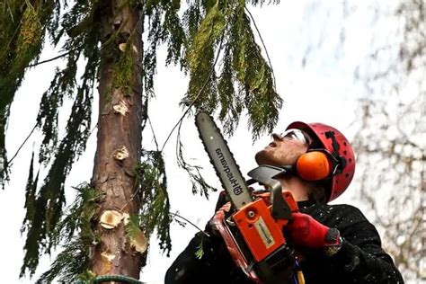 How To Notch A Tree Tools Techniques