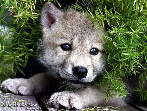 Newborn Gray Wolf Pups