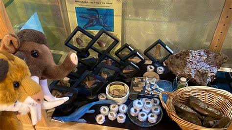 Fossil Display Case By Smilo The Sabertooth On Deviantart