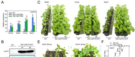 【plant Cell Environ】茄科植物在高温高湿条件下转向细胞分裂素介导的抗青枯菌免疫 知乎