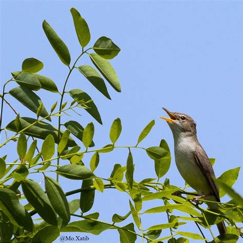 پرنده‌نگری در باغ گیاه‌شناسی جمعه 7 اردیبهشت 1403 باشگاه پرنده نگری