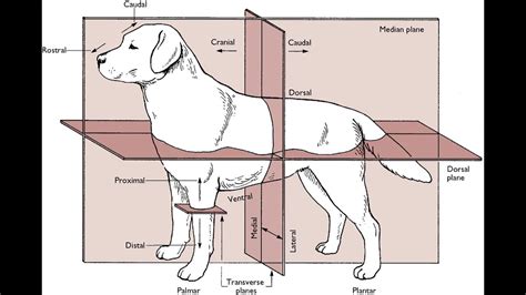 01 General Veterinary Anatomy Directional Terms And Anatomical Planes