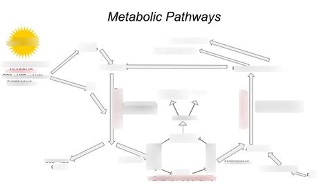Biology Midterm Diagram Quizlet