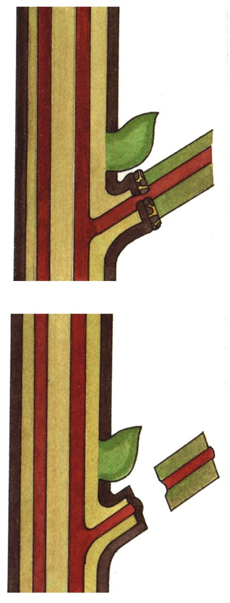 Abscission Diagram Lizzie Harper