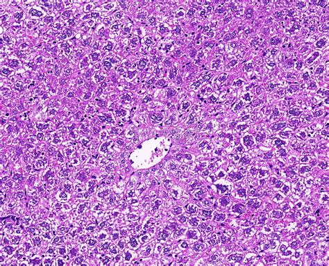 He染色 武汉博尔夫生物科技有限公司 专注于生物医学研究和技术服务的高新技术企业