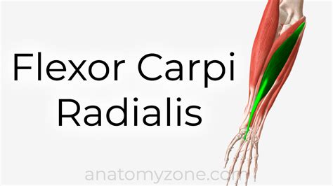 Flexor Carpi Radialis Origin Insertion Action 3d Model Anatomyzone