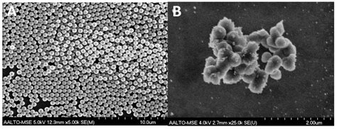 Sem Images Showing A The Spherical Pristine Sio2 Particles And B Download Scientific