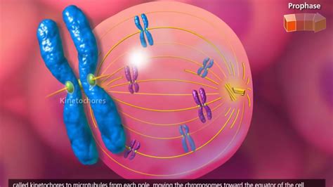 Cell Cycle And Mitosis 3d Animation Quizalize