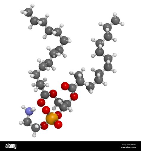 Phosphatidylethanolamine Structure