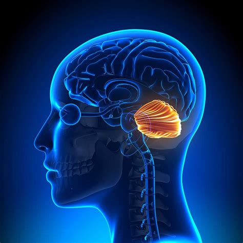 Study Reveals Cerebellum Is Important For Survival Medically Speaking