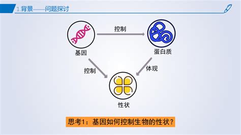 4 2 基因表达与性状的关系（第一课时）（26张）高一生物课件（人教版2019必修2） 21世纪教育网 二一教育