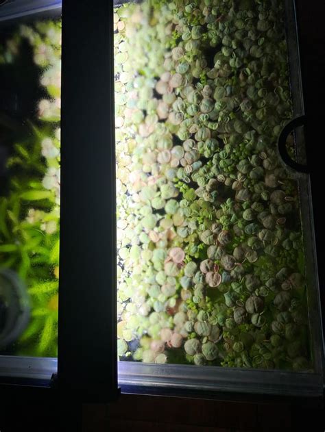 Too Many Floaters R Plantedtank