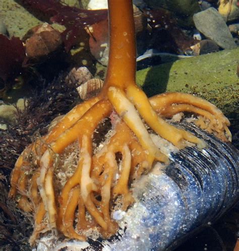 Kelp Roots A Nutritious Addition To Your Diet Marine Biology Study Guide Marine Plant Close