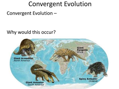 Ppt Speciation And Macroevolution Powerpoint Presentation Free Download Id 6893925