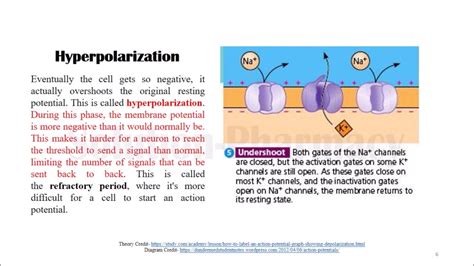Hyperpolarization Of A Neuron Results From