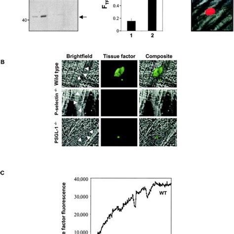 Tissue Factor Accumulation In The Developing Arterial Thrombus A