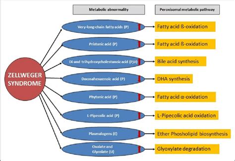 Zellweger Syndrome Peroxisomes