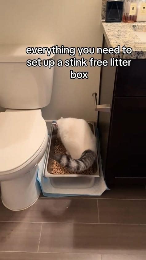 Pin By Rebecca On Kitty Care Cat Poop Poop Chart Healthy Cat