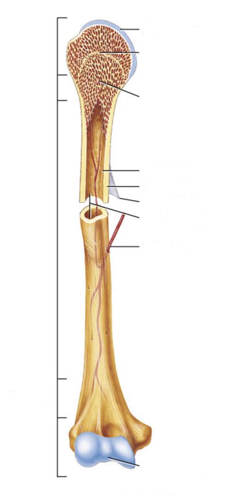Long Bone Structure Diagram Quizlet