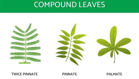 Parts Of Leaf Structure Types How Leaves Work Function And Diagram
